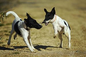 Perro dominante: cómo reconocerlo y cómo educarlo – PaseaPerros.com Blog
